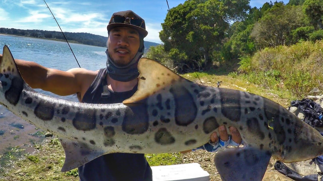 We ATE This Shark on the Rocks - Surprising Taste (Plus GIGANTIC Ray ...