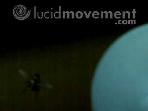A fly taking off in high-speed / slow motion - YouTube
