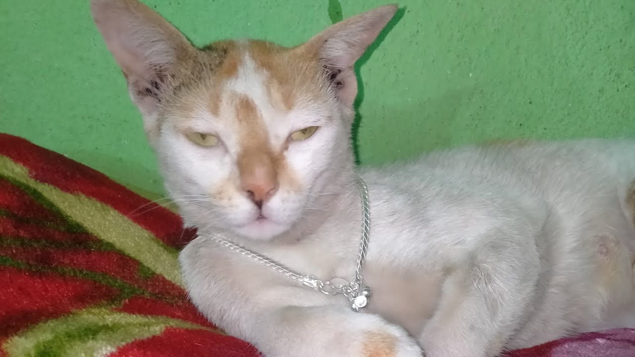 momma cat care to his baby - YouTube