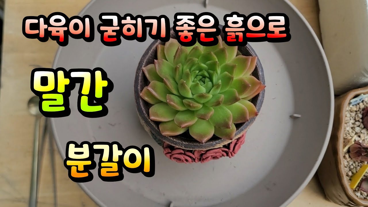 다육이 굳히기 좋은 흙으로 말간 분갈이 분갈이흙 우암도예 다육식물 다육이키우기 다육이 다육하우스 Youtube