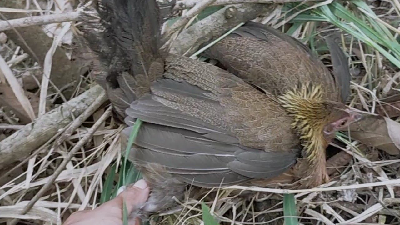 Jungle fowl wild chicken/labuyo sa trap - YouTube