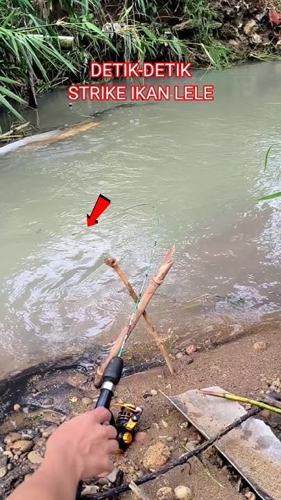 detik detik strike ikan lele saat mancing di sungai kecil #momen_strike #shorts - YouTube