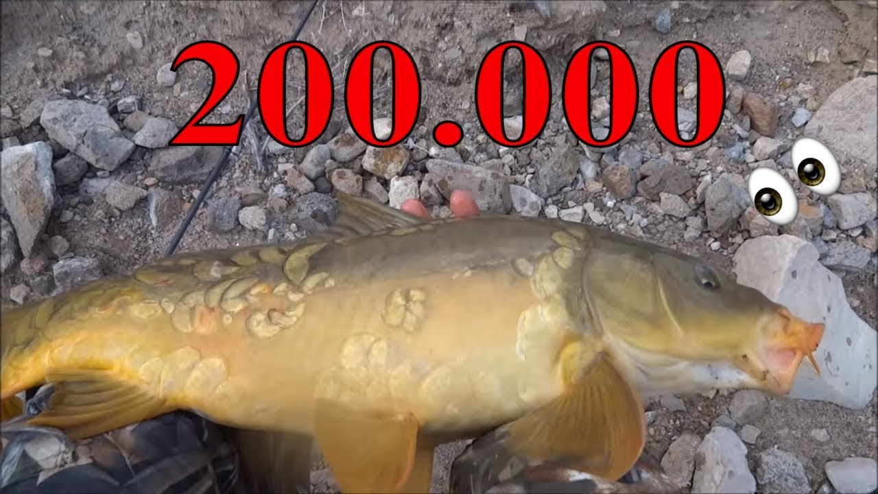 Şamandırayla Sazan Avı Float Fishing For Carp Fargman-1 - YouTube