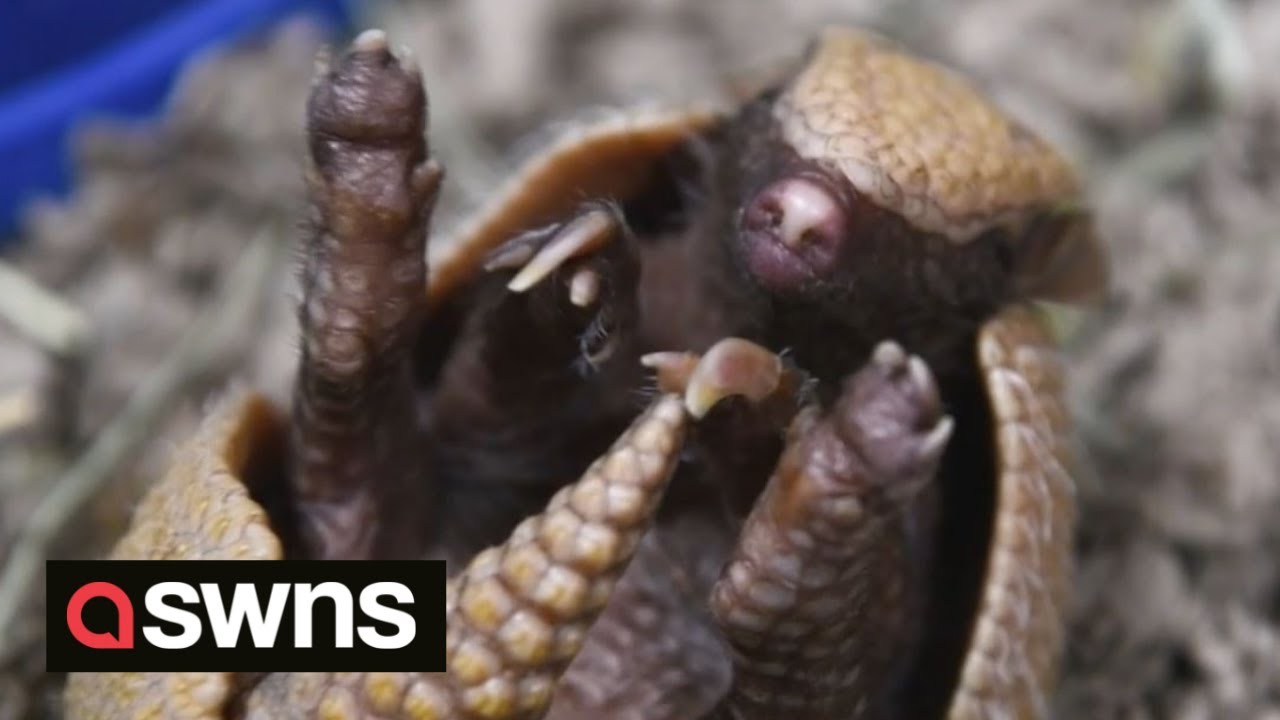 This tiny 1-month-old armadillo pup will melt your heart | SWNS - YouTube