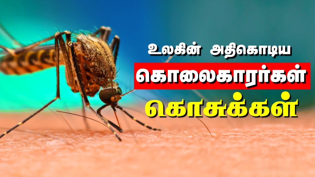 ஒரே ஒரு கொசுவால் இறைவனை நிரூபிக்க முடியுமா? | Can one Mosquito prove ...