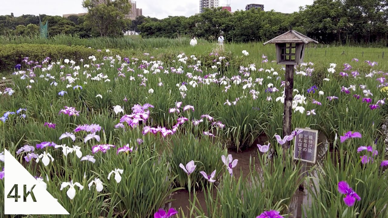 【4K】Iris and Hydrangeas at Koiwa Iris Garden - YouTube