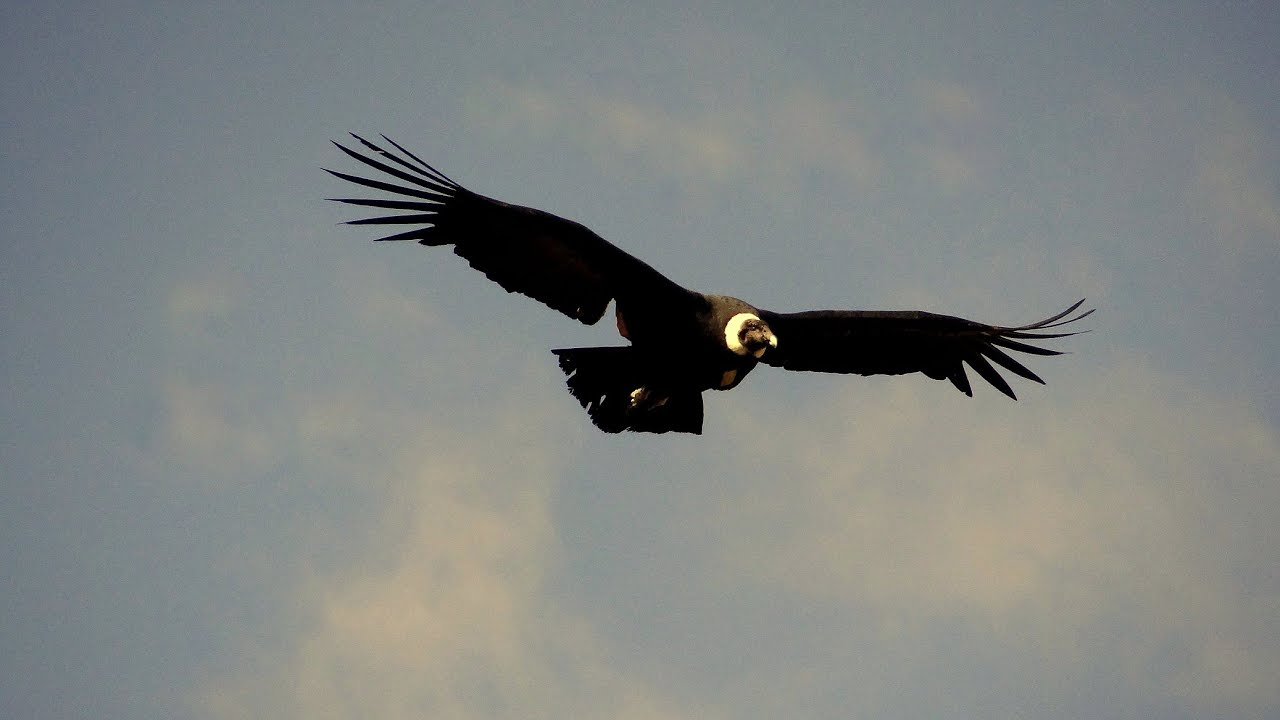 Argentina - Andean Condors - YouTube