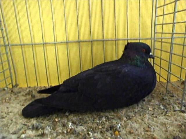 Dutch Highflyer, Haut volant Neerlandais, Niederländische Hochflieger ...