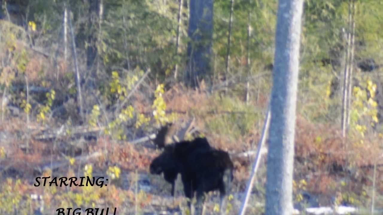 GIANT CANADIAN MOOSE 2013 - YouTube