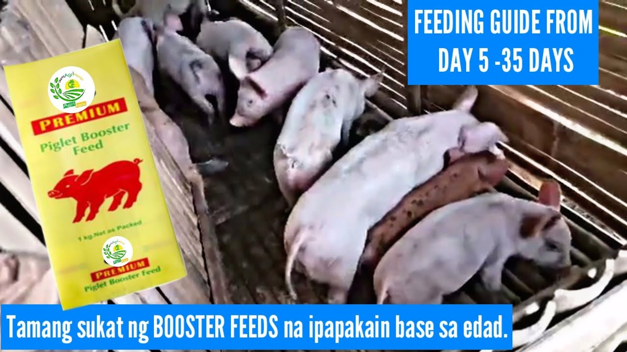 Feeding Guide from DAY 5 -35 DAYS at Tamang sukat ng BOOSTER FEEDS na ...