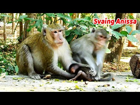 Anissa will hurt and got kidnap if mom Anna late only one second to save Anissa, Please watch full..