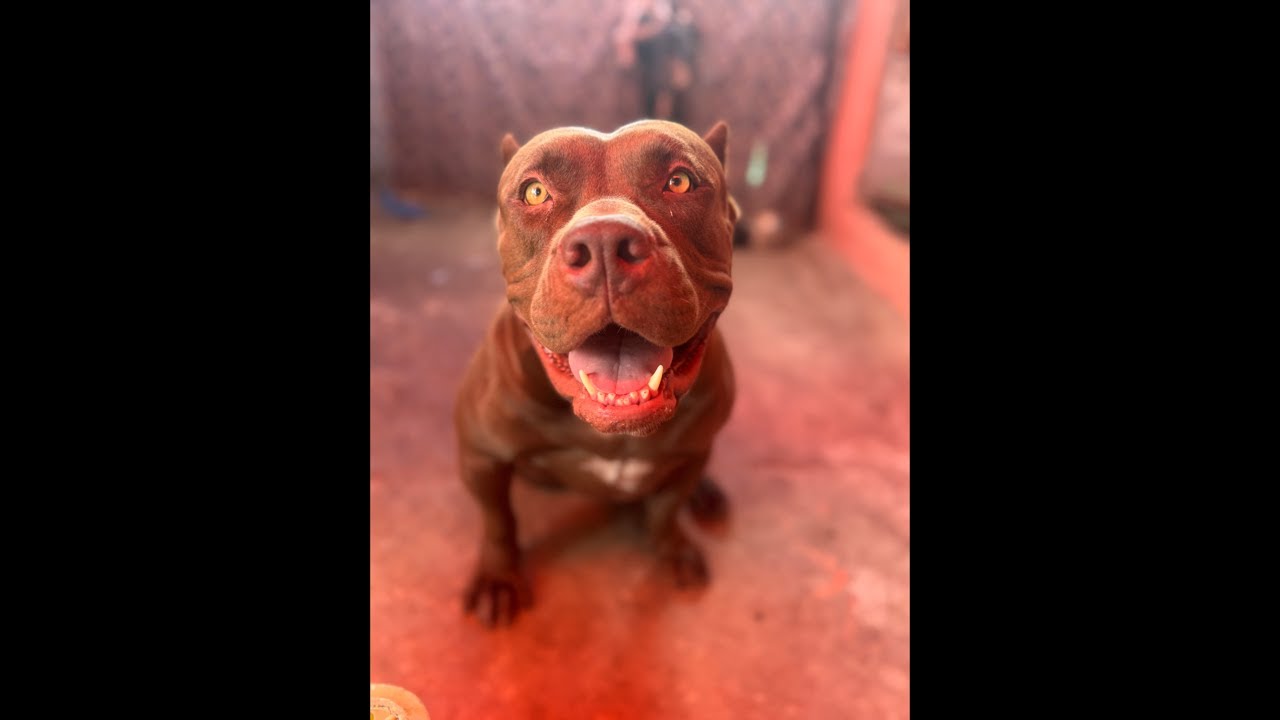 Evolution Dog 🔥#lekthebestkennel - YouTube