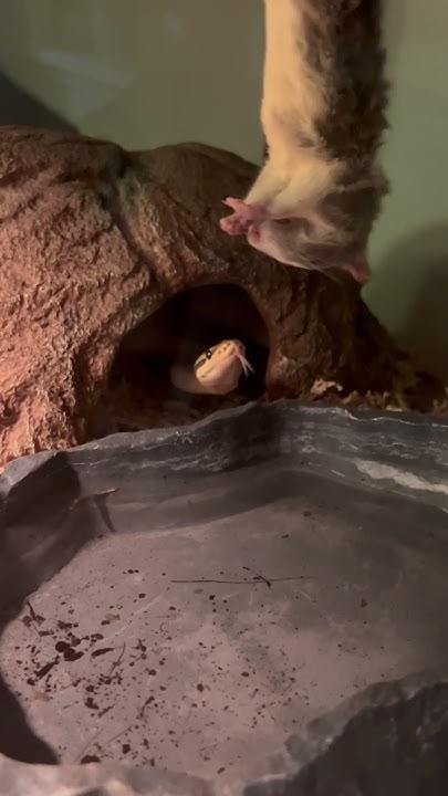 $1000 Ball Python’s First Meal Home!!!! #animals #animalshorts #feeding ...