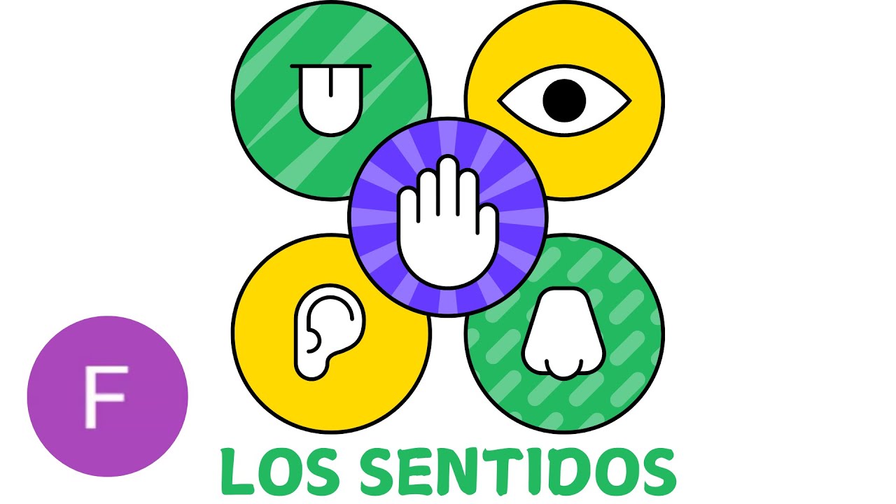 Los 5 Sentidos Youtube Cinco Sentidos