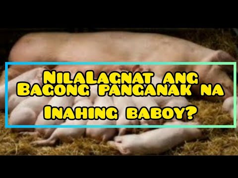 Bakit hinihingal Ang inahing baboy? - YouTube