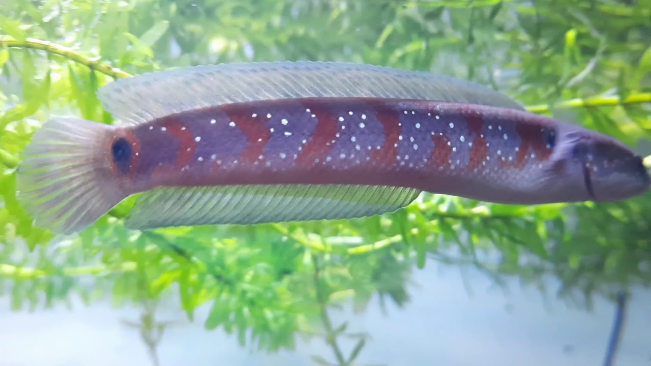 Channa Asiatica red stripe pure cb - YouTube