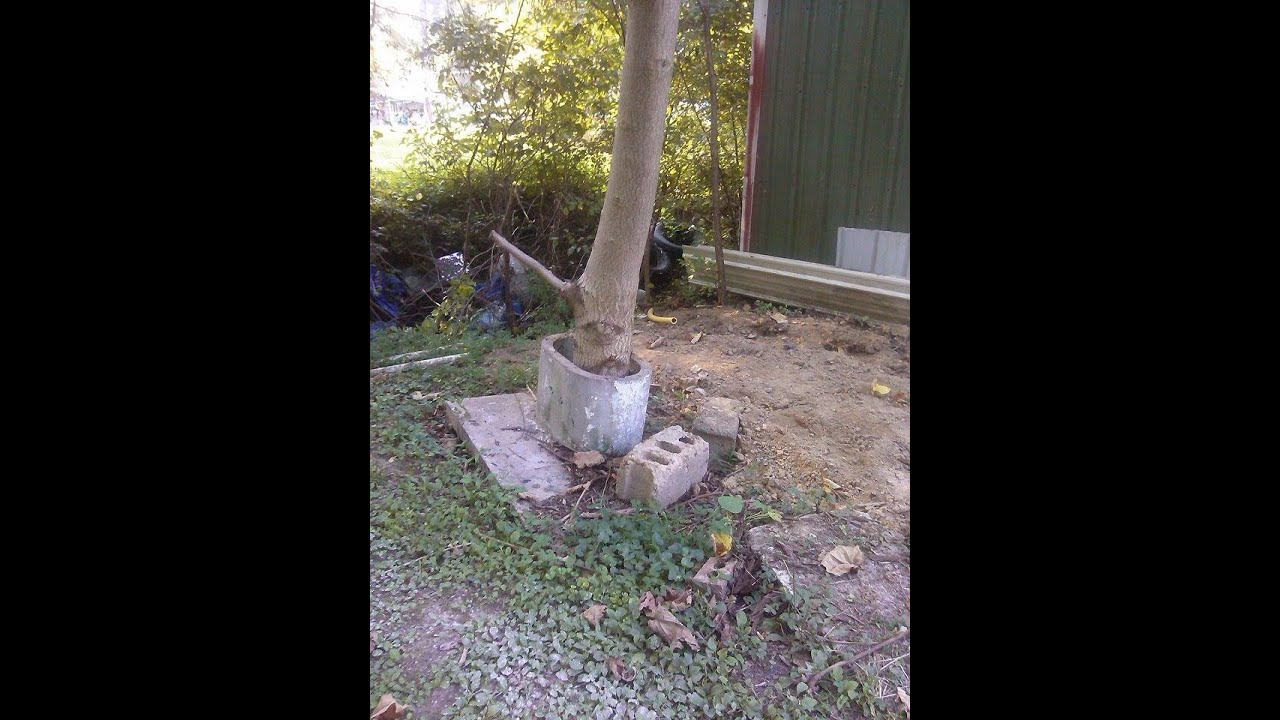 Tree growing out of toilet - YouTube