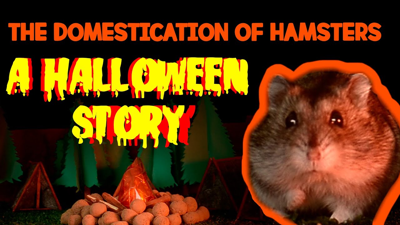 How We Domesticated Hamsters | Hamster Origin Story - Halloween Edition ...