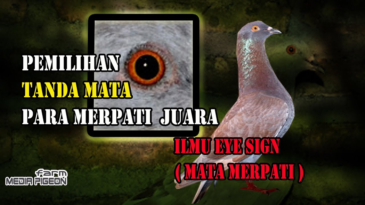 MERPATI LOVERS – TIPS MEMILIH TANDA MATA SANG MAESTRO - YouTube