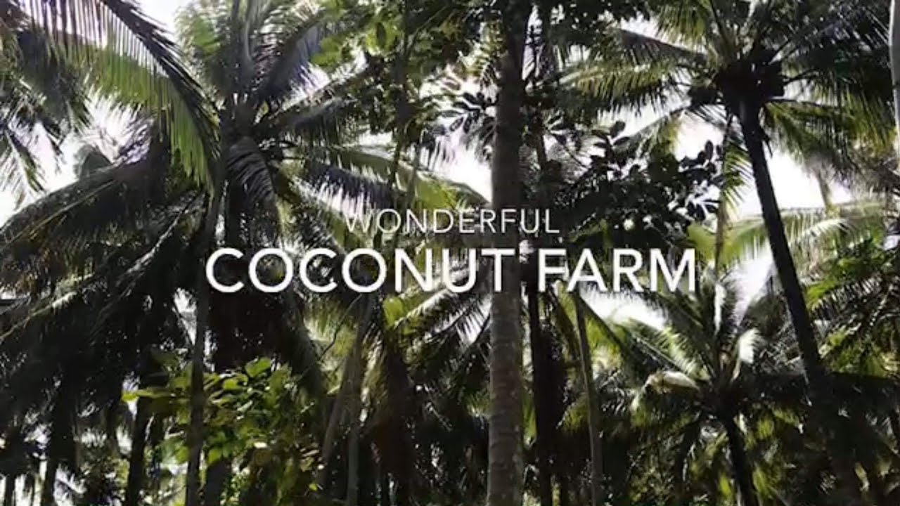 COCONUT FARM IN PHILIPPINES - YouTube