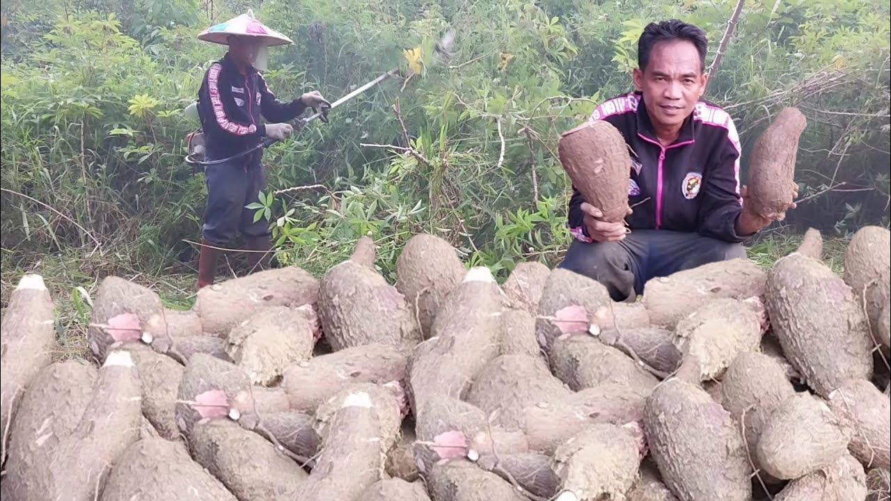 Potong rumput dapat singkong raksasa - YouTube