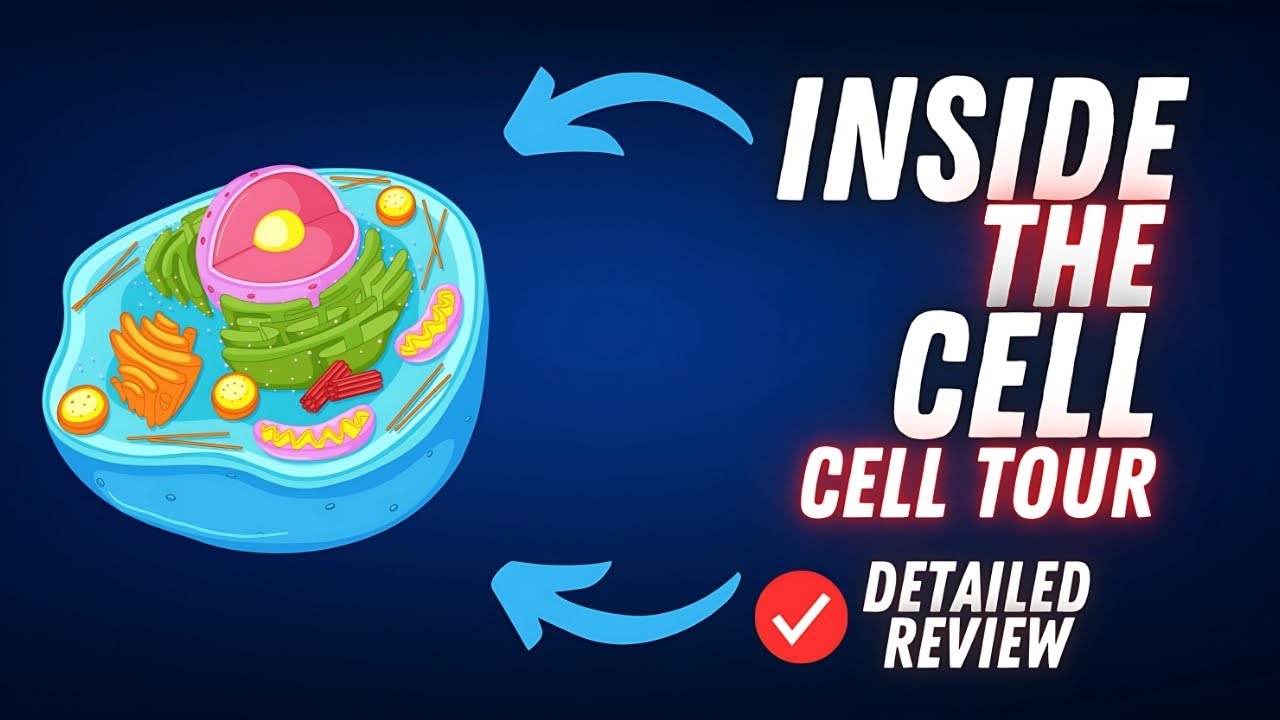 How Cells Work: Inside Look at Organelles in Action - YouTube