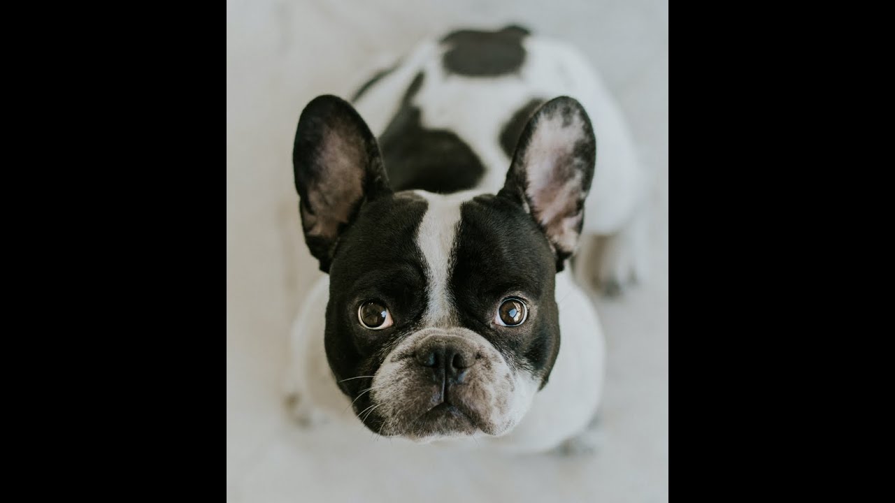 10 interesting facts about Frenchies - YouTube