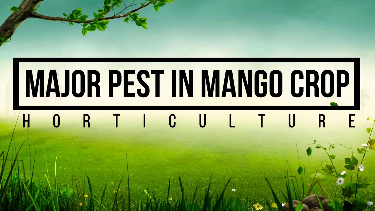 Mango Tree's Pest & Their Controls - YouTube