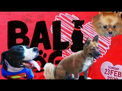 Kontes Anjing Sehat BALI DOG FESTIVAL 2020 "Pawlentine" at Lippo Mall ...