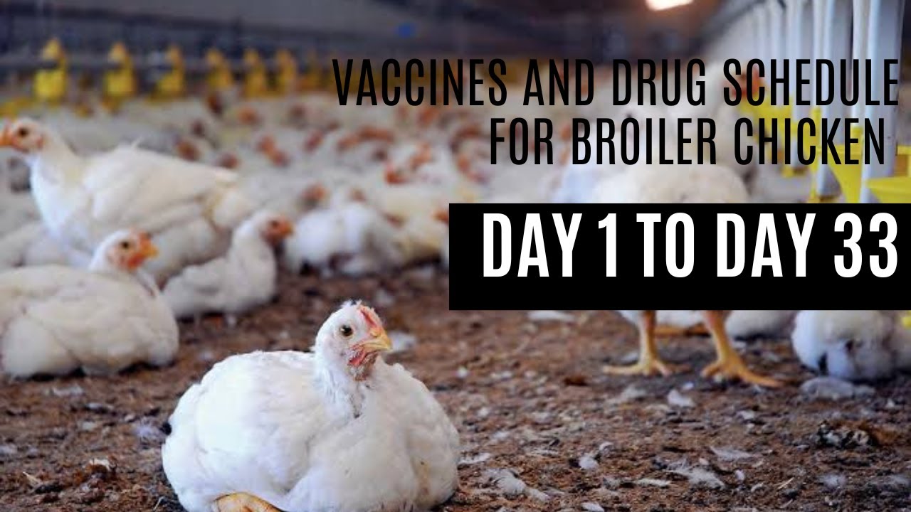 Vaccine and Drug Schedule for Broiler Chicken from Day 1 To Day 33 for ...