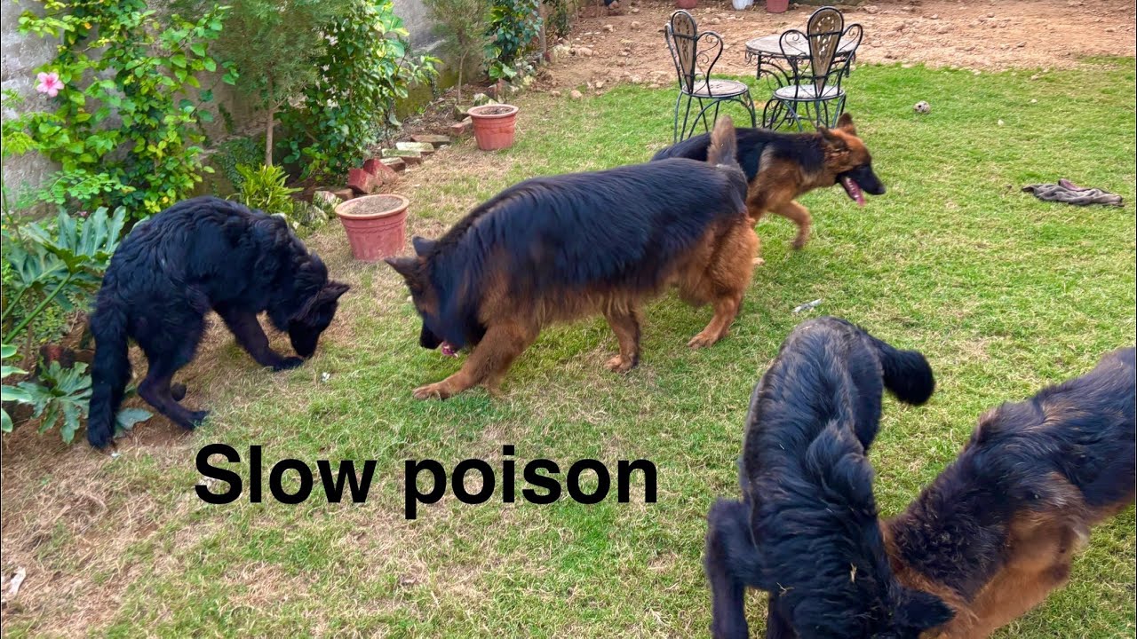 Ye hai Slow poison for your dogs - YouTube