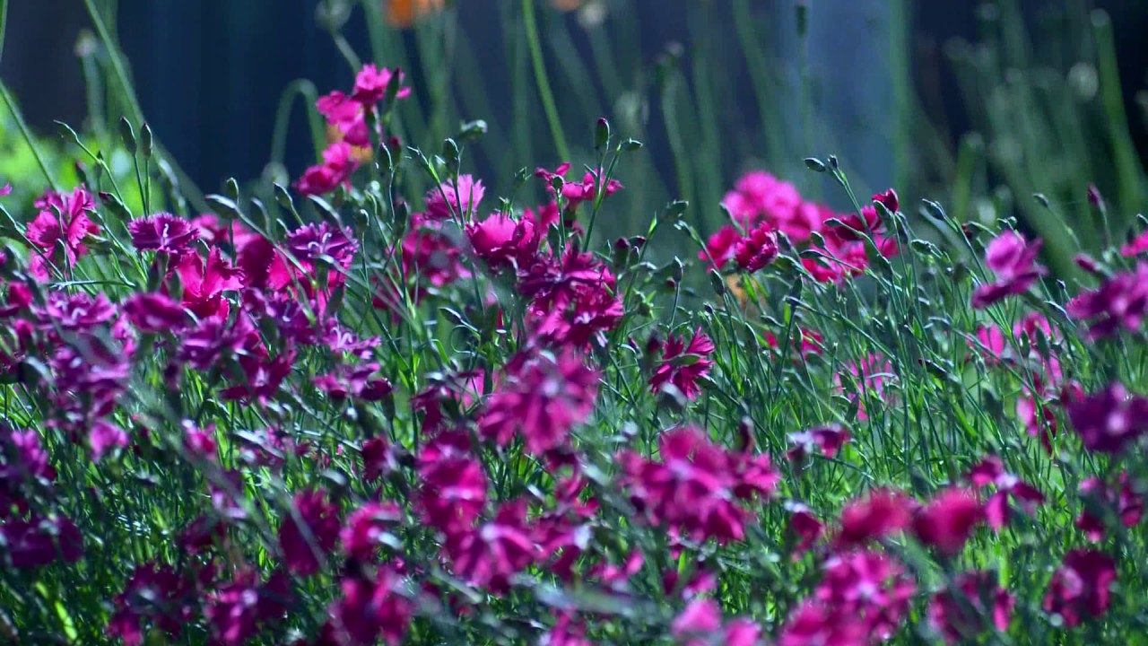 Watery Flower - YouTube