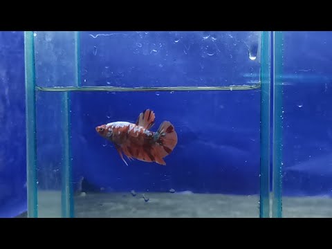 เต้ Betta Hub เมาส์มอย 25 - YouTube