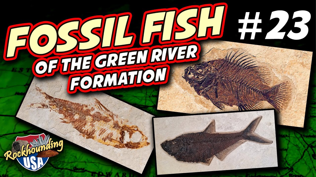 Fossil Fish Collecting BONANZA from Fossil Safari in Wyoming! (Fossils ...