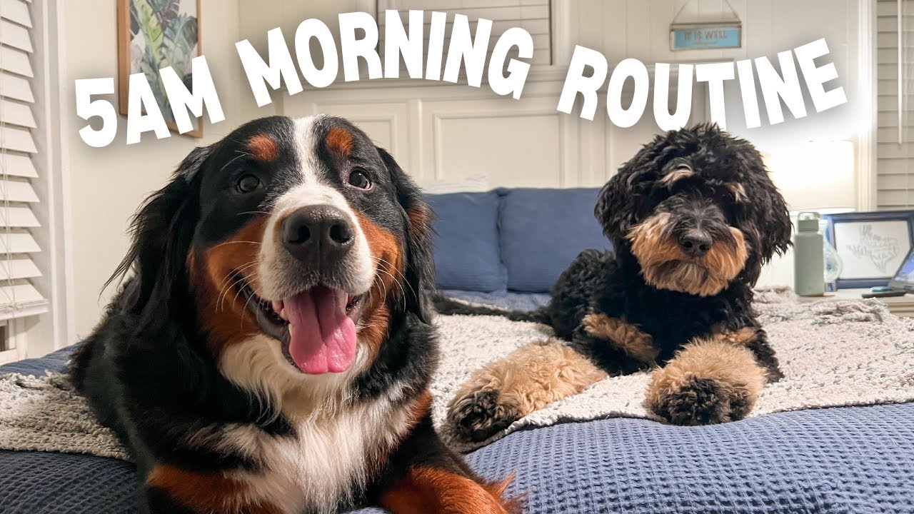 5AM DOG MOM MORNING ROUTINE | get ready for work with me and my dogs ...
