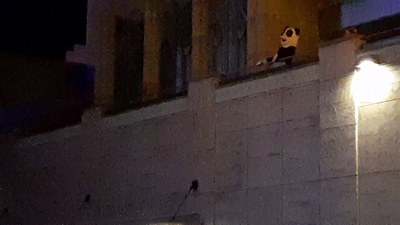 Jimmy Fallon Panda Bear Dancing Live Universal Studios Orlando Mardi ...