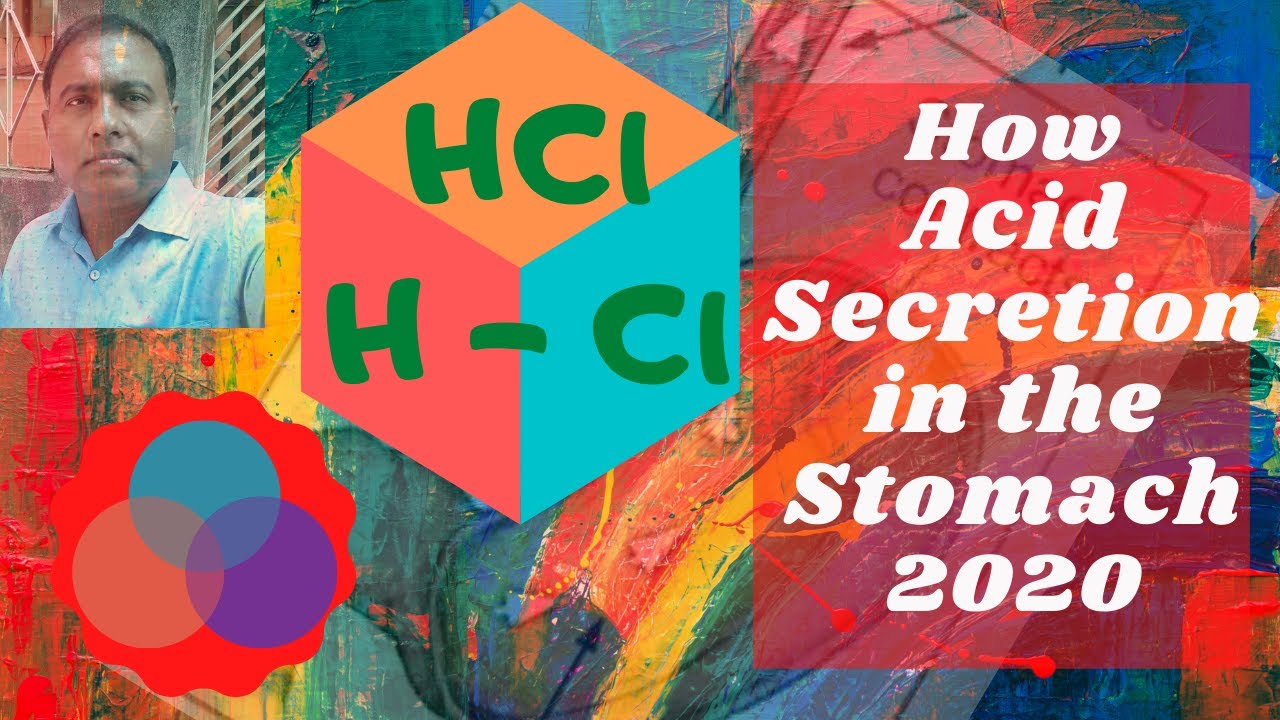How HCl acid secretion in the stomach ***Exclusive, How Acid Secretion ...