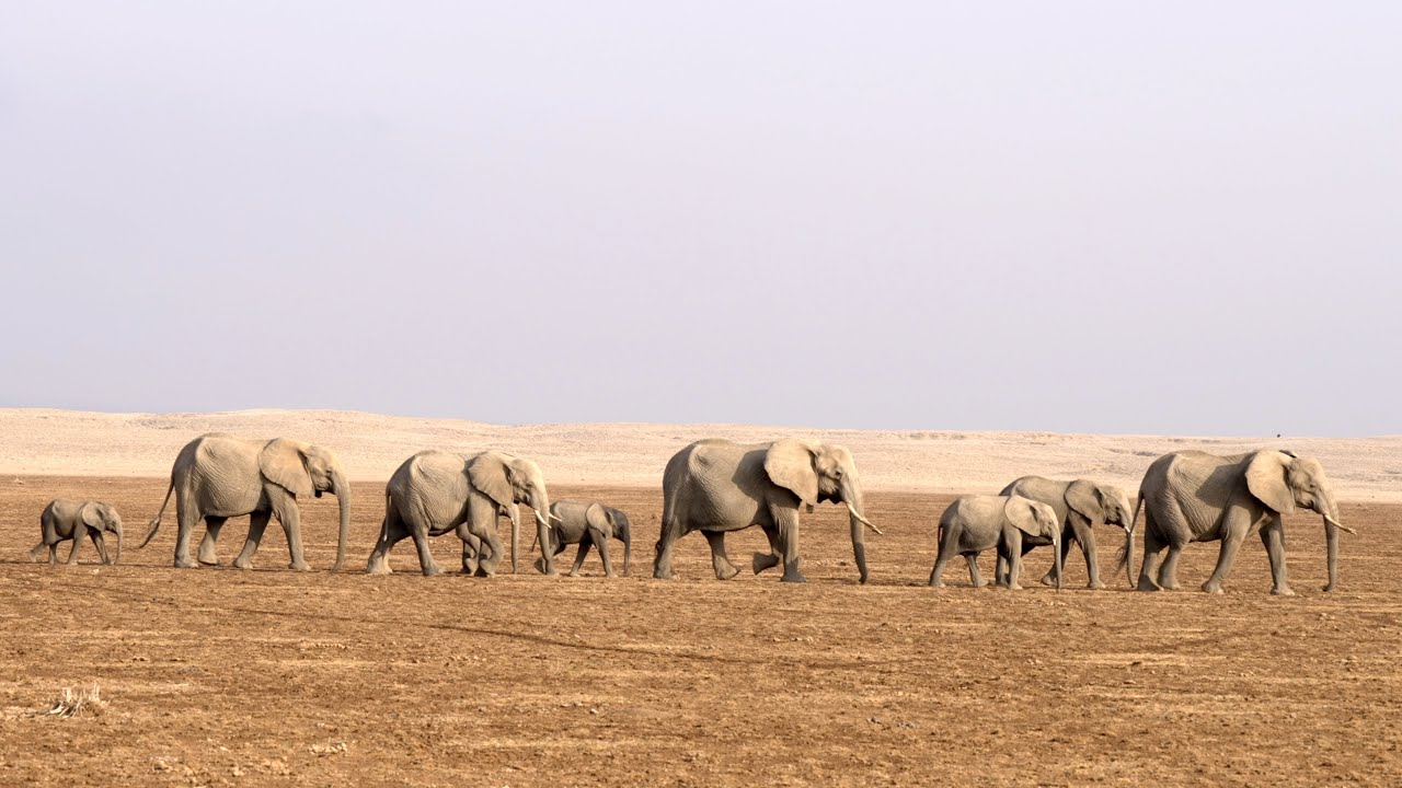 Elephants cross the dried lake bed - YouTube