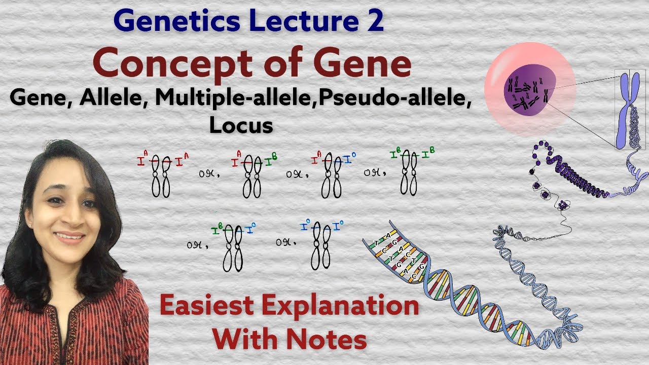 Gene | Allele | Multiple allele | Pseudo-allele | Locus | Concept of ...