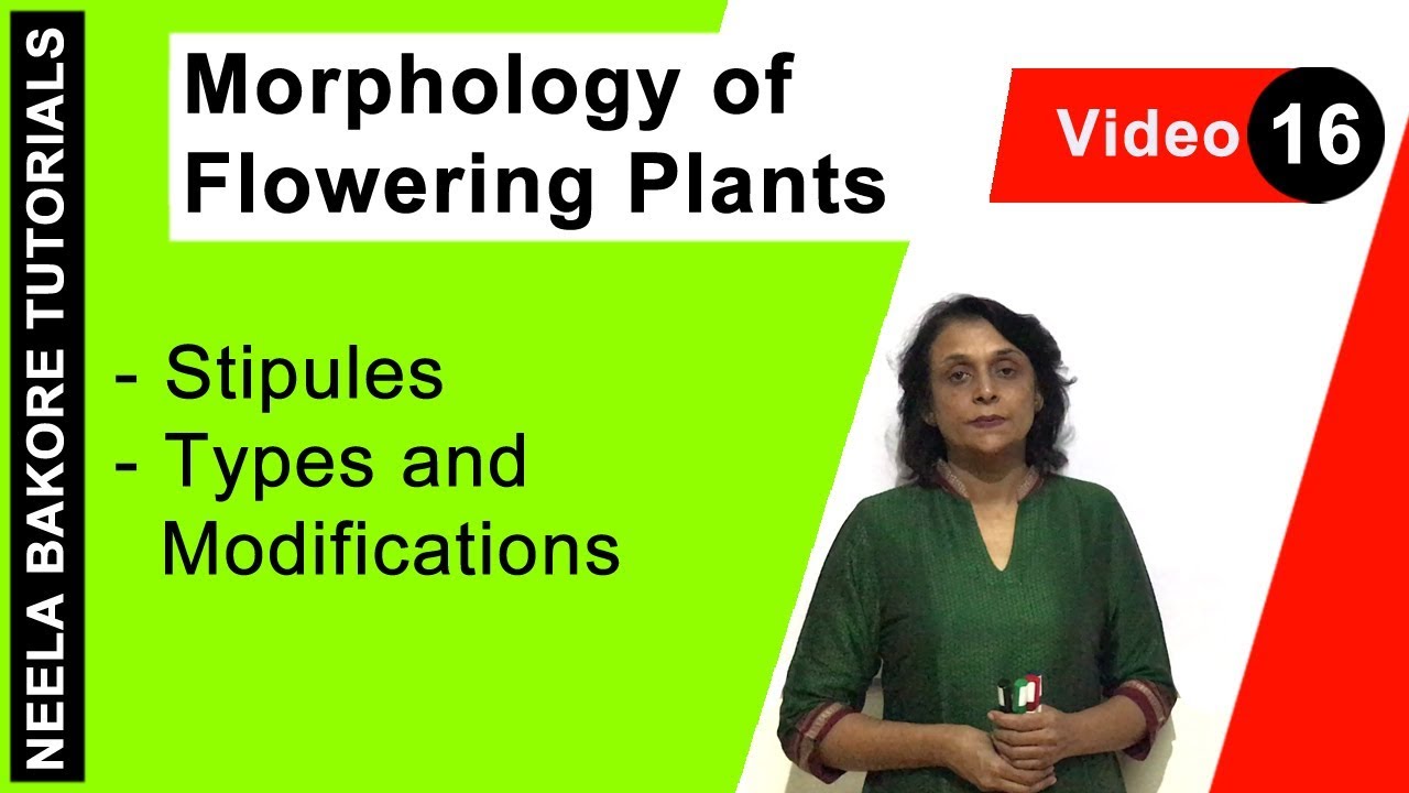 Morphology of Flowering Plants | NEET | Stipules - Types and ...