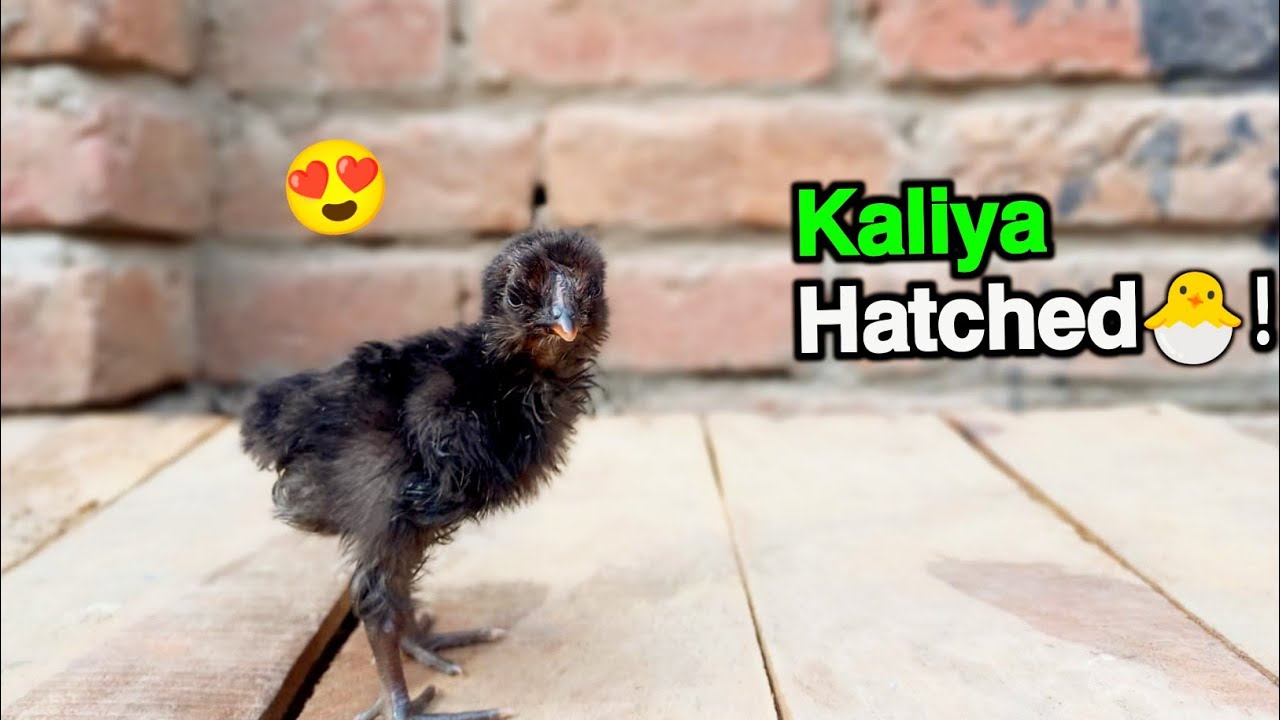 Meet The Luckiest Chick 'Kaliya' 🐥😍| Birds Topia - YouTube