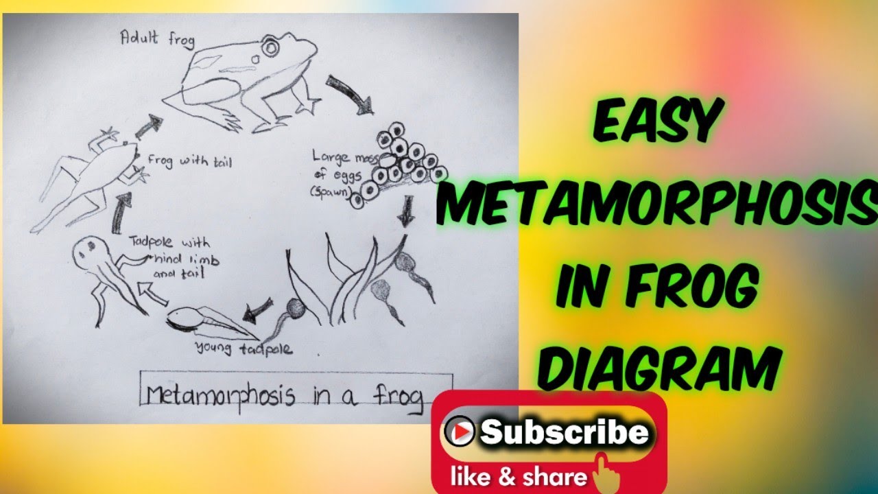 How to draw Metamorphosis in a frog diagram step by step |@hetaldoshi26 ...