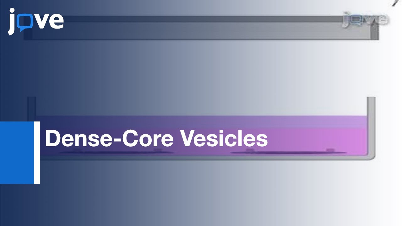 Live Imaging: Dense-Core Vesicles In Primary Cultured Hippocampal ...