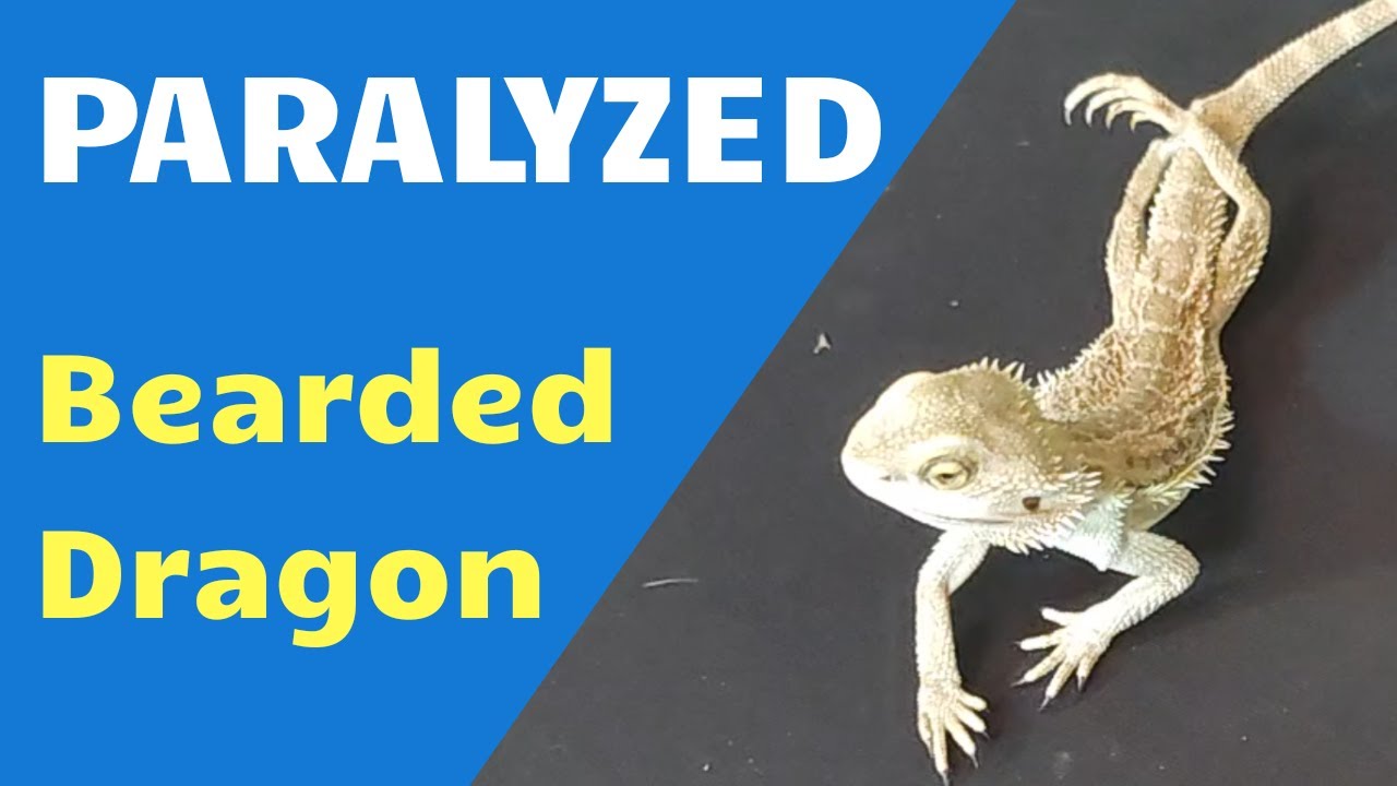 Paralyzed Bearded Dragon. He was bitten on the spine by a "friend ...