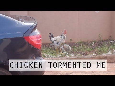 CHICKEN TORMENTED ME (VLOG 17) - YouTube