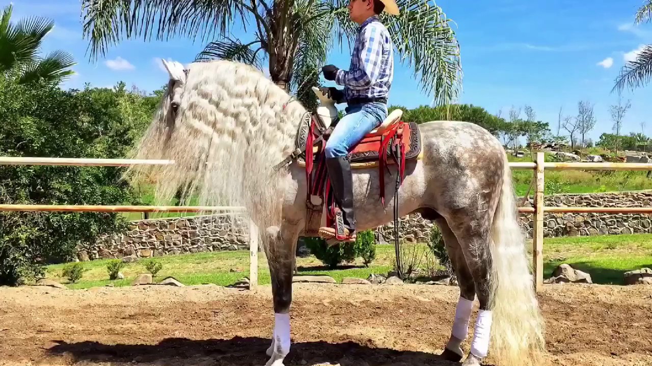 Caballos Con Alta Escuela Y Baile / Club Ecuestre San Miguel - YouTube