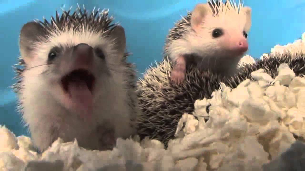 Hedgehog Growl Sniff - YouTube