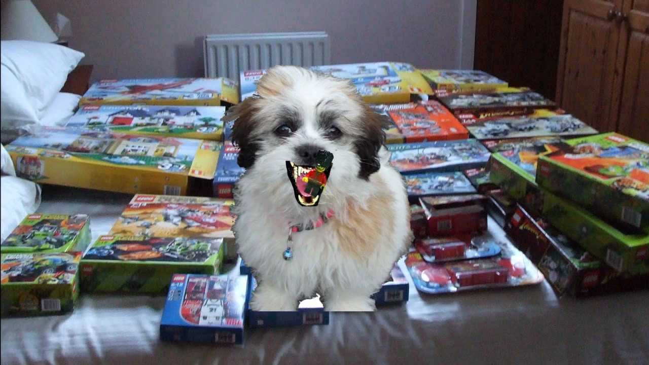 Shih tzu eats Lego Minifigs - YouTube