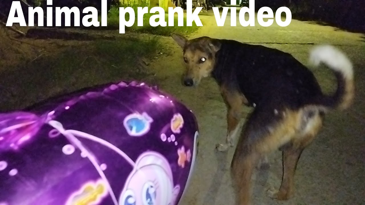 Dog vs Penguin prank video | Animal prank video | Dog prank Video ...