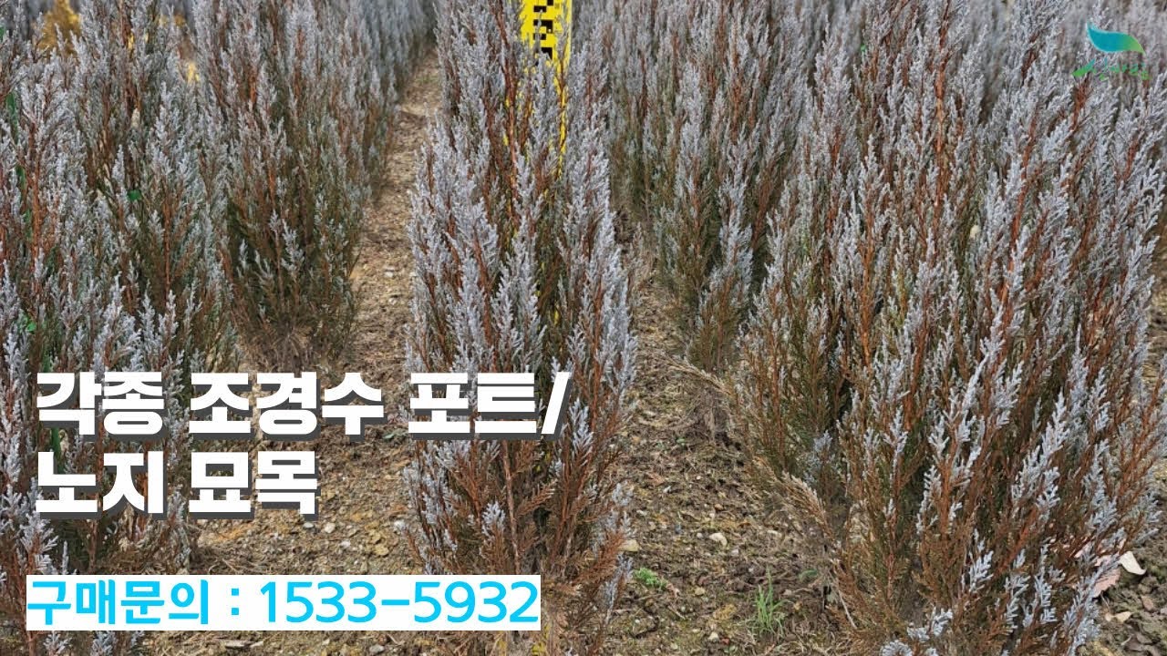 신바람 플랜트 협력농가 판매상품 나무장터com 각종 조경수 포트 노지 상품 판매합니다 Youtube